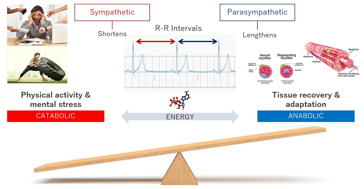 The Beginner's Guide to HRV and Recovery - 8 Weeks Out